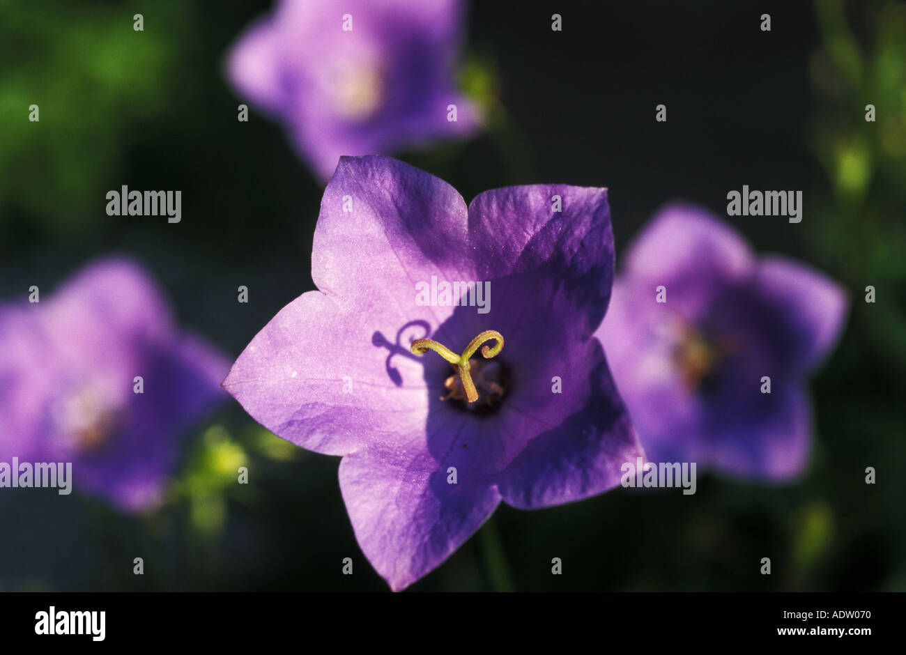 violet forest flower bell flower Stock Photo - Alamy