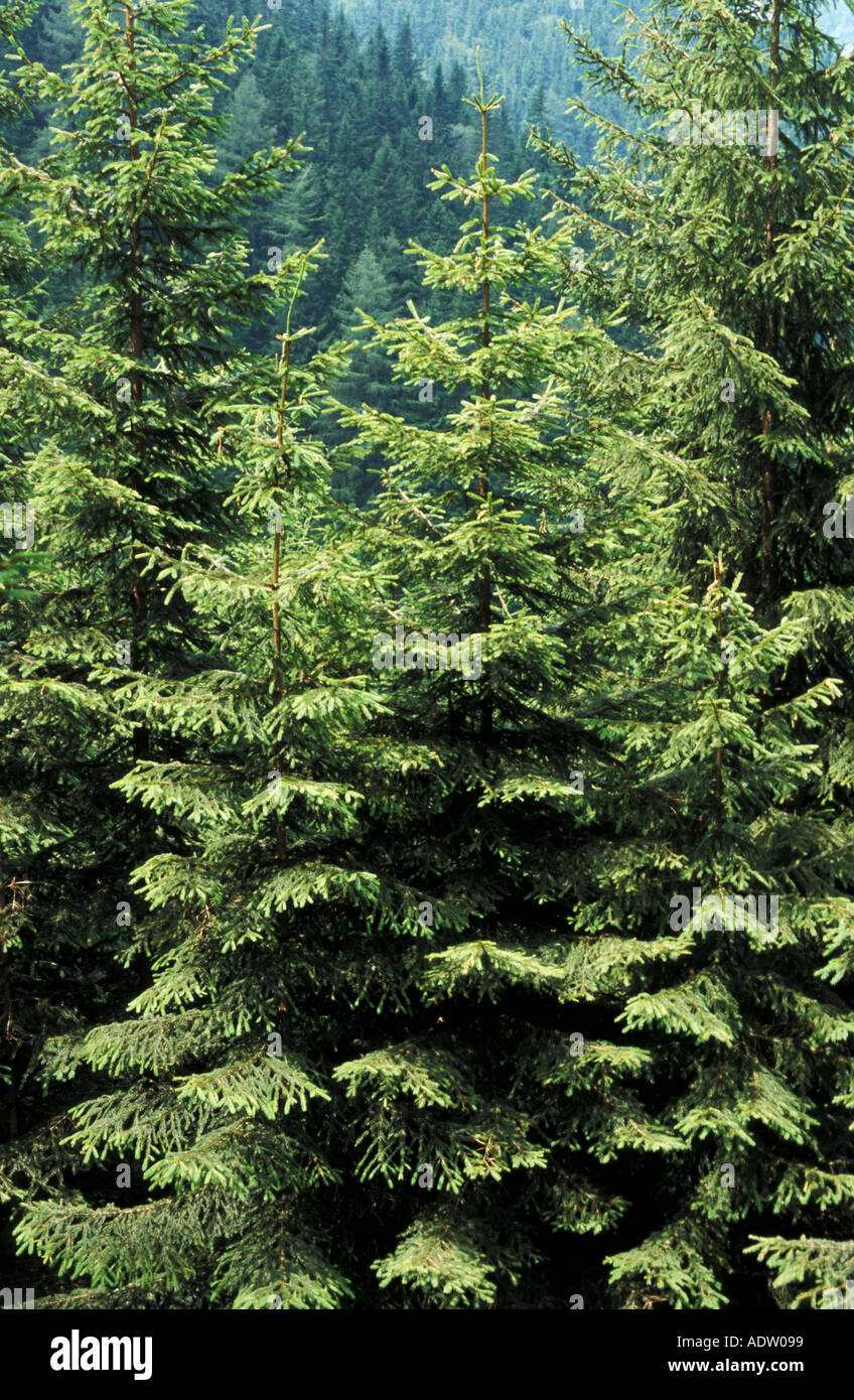 forest of spruce trees Stock Photo - Alamy