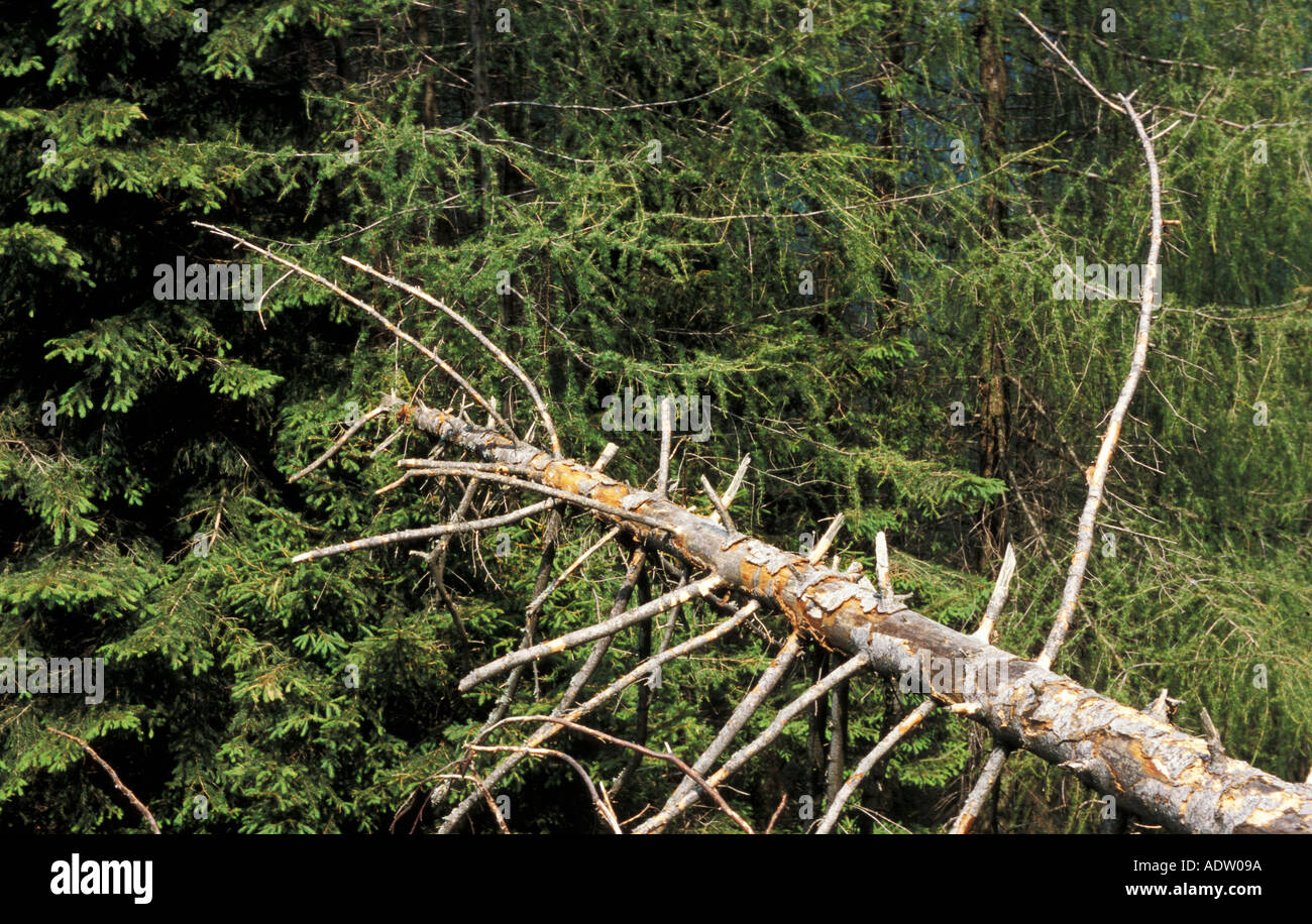 spruce and larch trees, fallen wood Stock Photo - Alamy