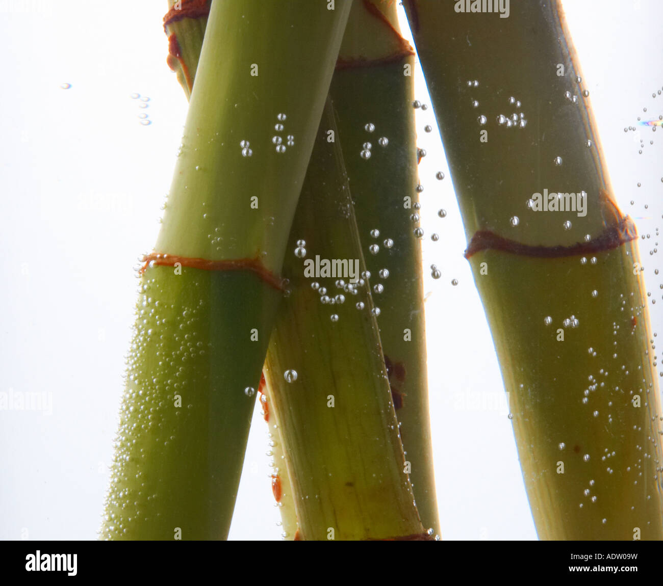 Bamboo Stalks in Water Stock Photo - Alamy