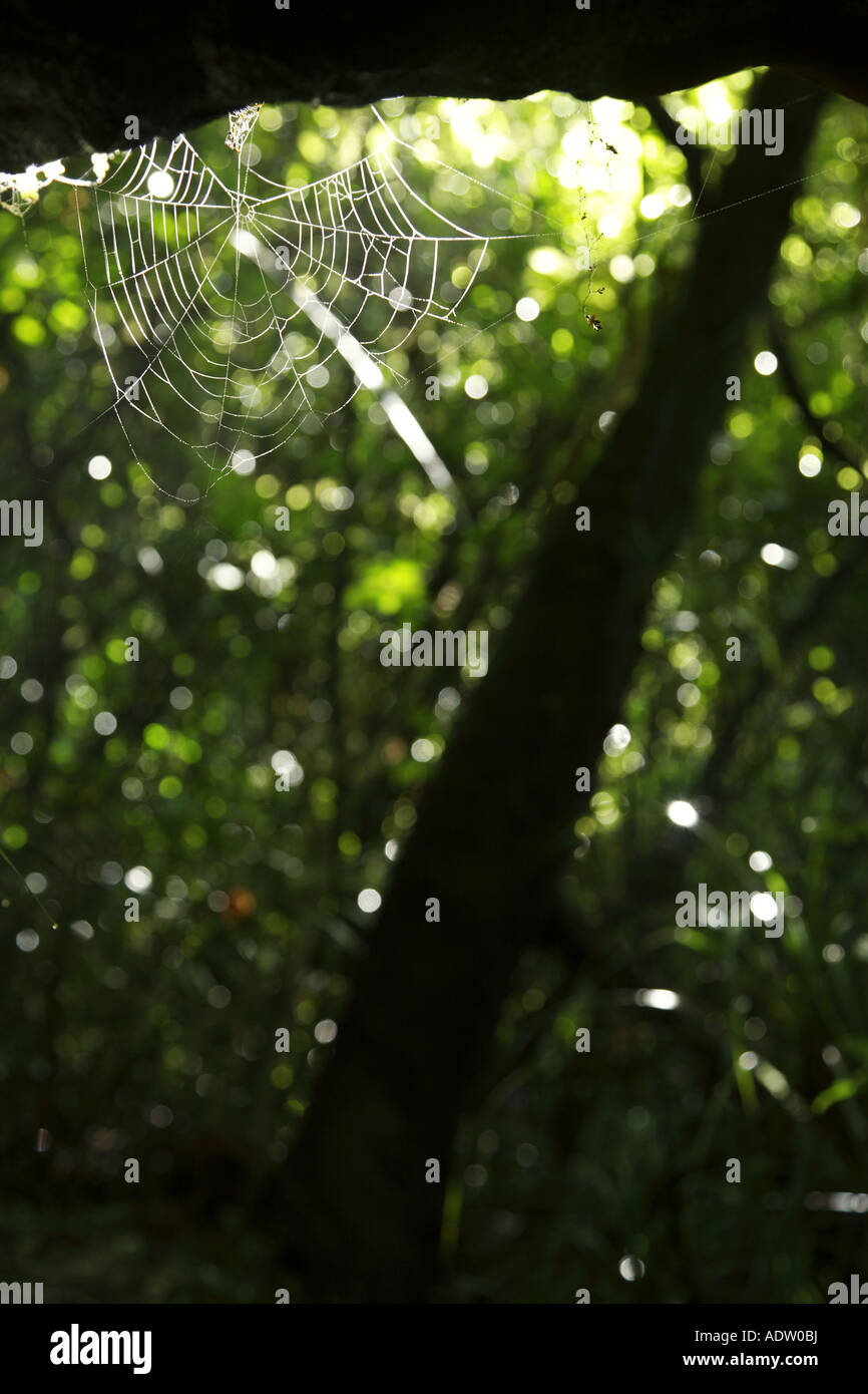 Spiders web in forest Stock Photo - Alamy