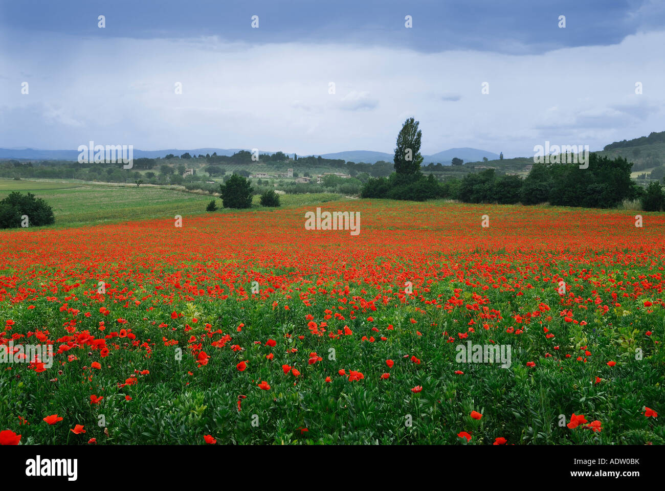 Farm field of poppies with rain clouds in Assisi Umbria Italy Stock ...