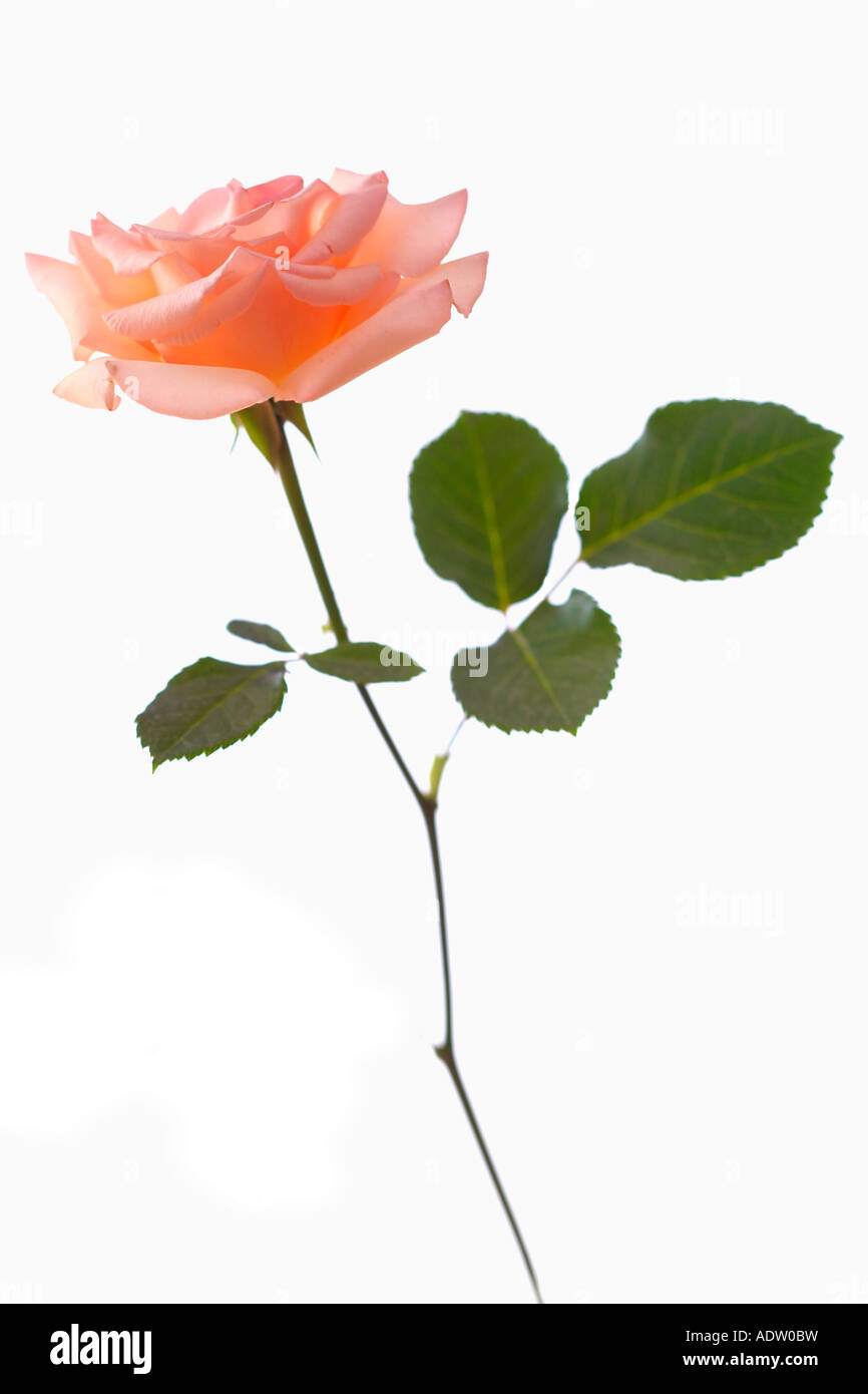 A single rose Stock Photo - Alamy