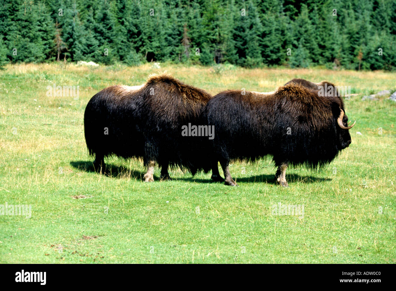 Bisons face hi-res stock photography and images - Alamy
