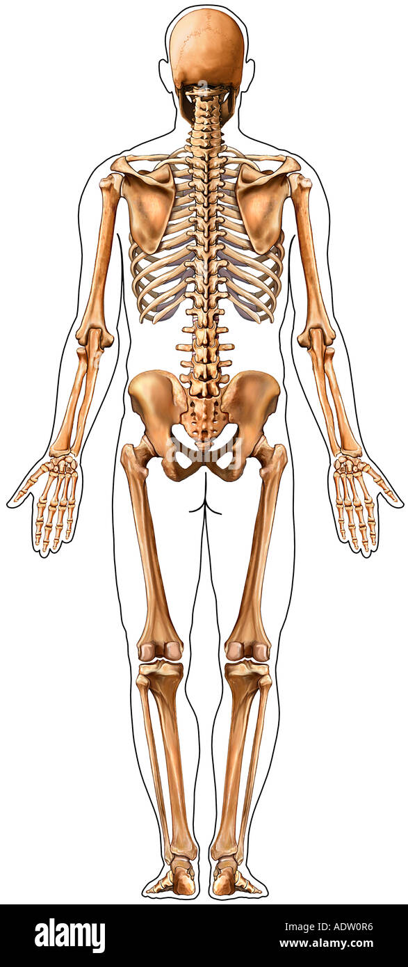 Skeleton figure hi-res stock photography and images - Alamy