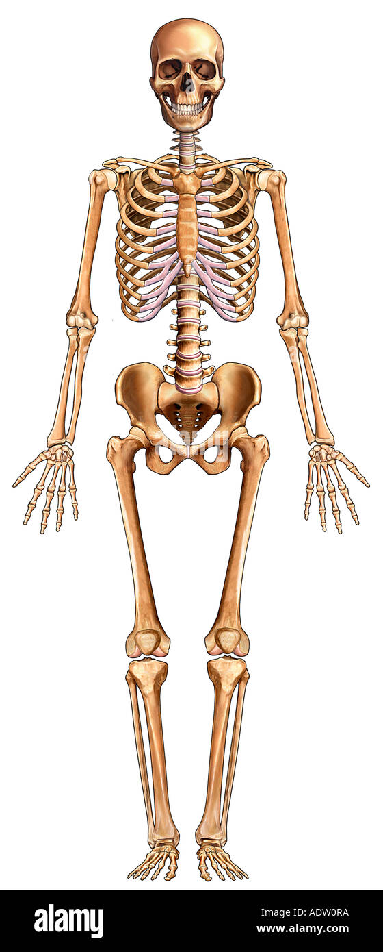 Anterior view of pelvis hi-res stock photography and images - Alamy