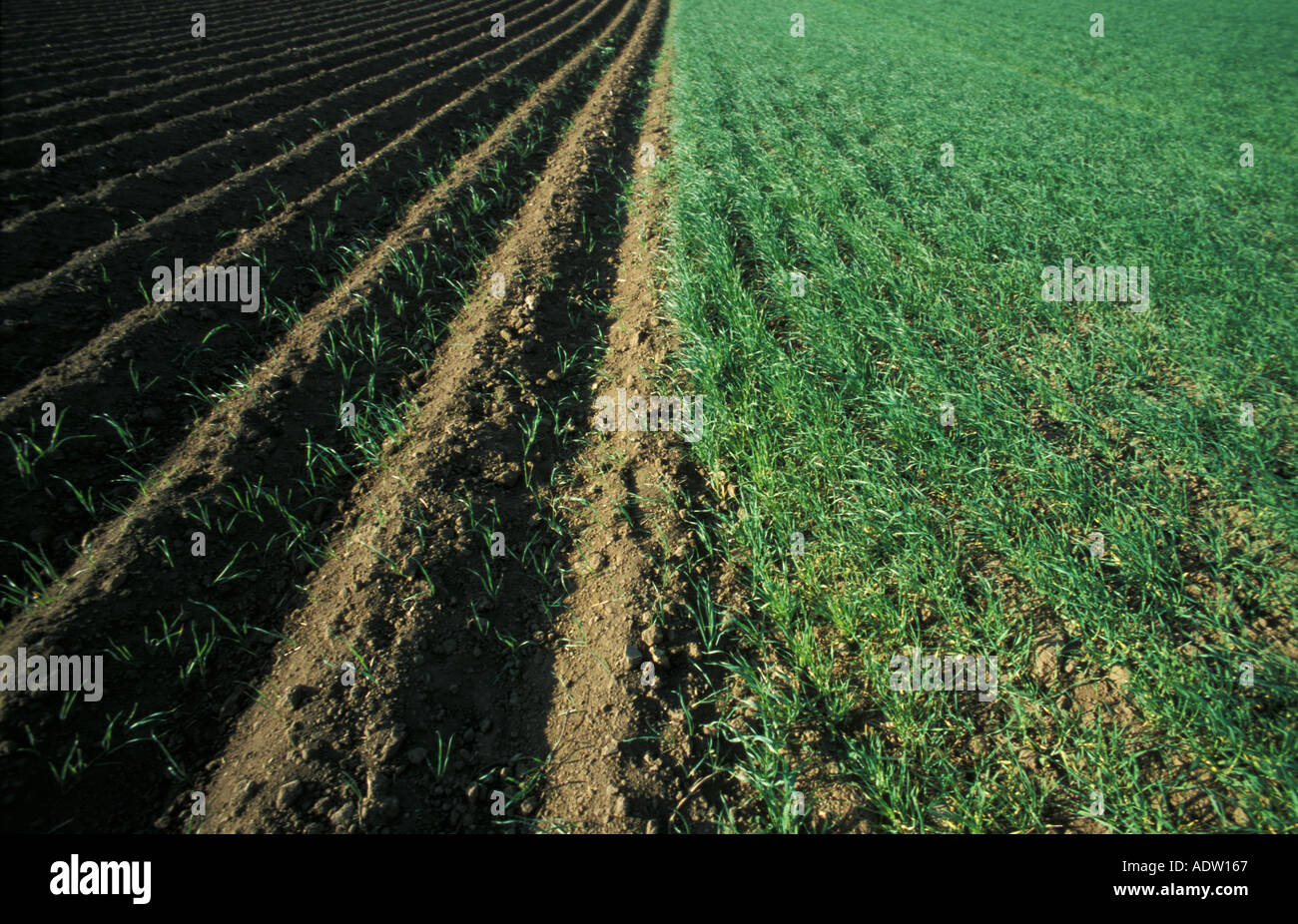 Furries hi-res stock photography and images - Alamy