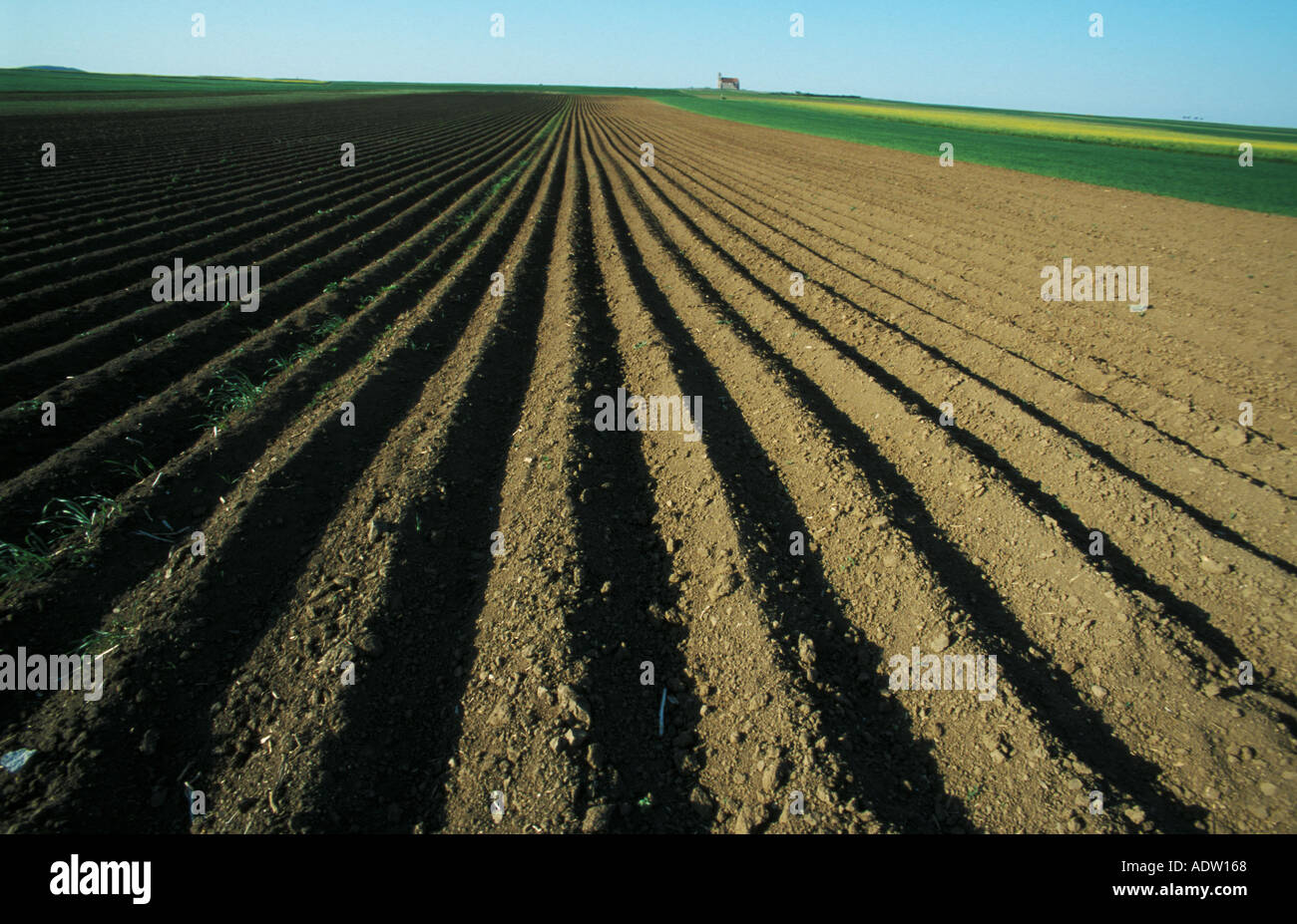 Furries hi-res stock photography and images - Alamy