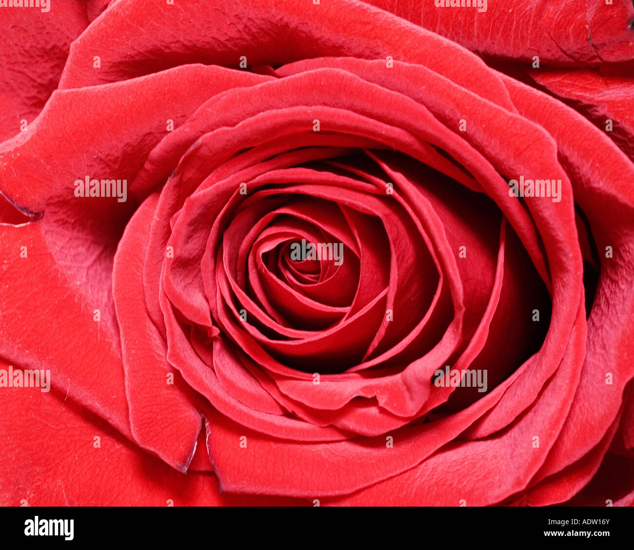 closeup red rose Stock Photo - Alamy
