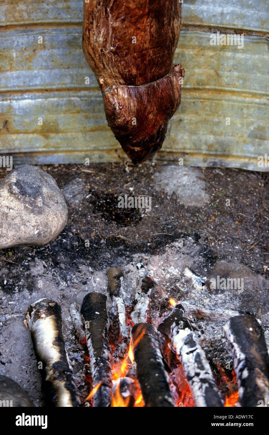 Beaver Castor on a wood amerindian traditional fire cooking outdoor ...