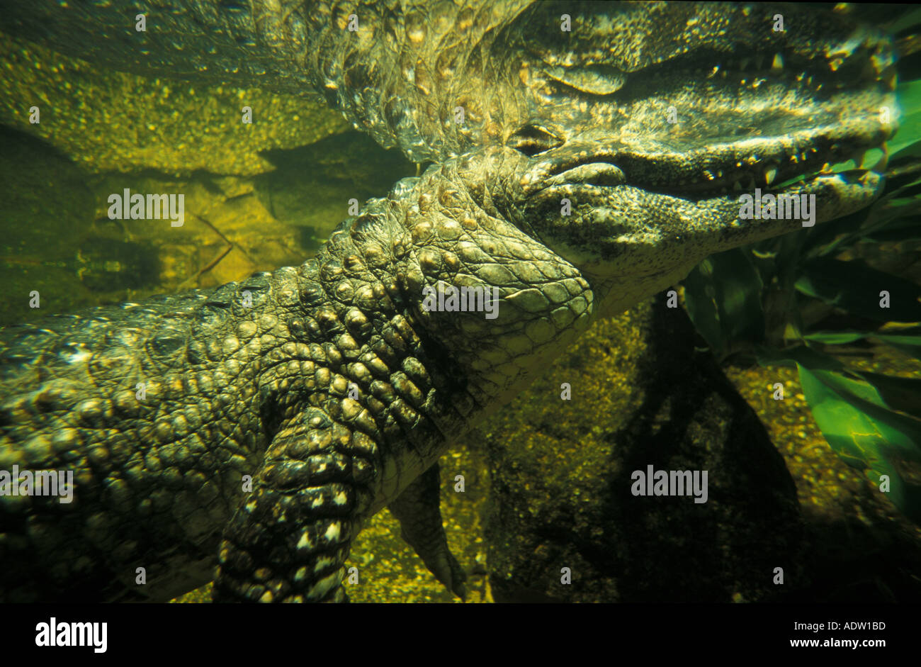 Sea crocodile hi-res stock photography and images - Alamy