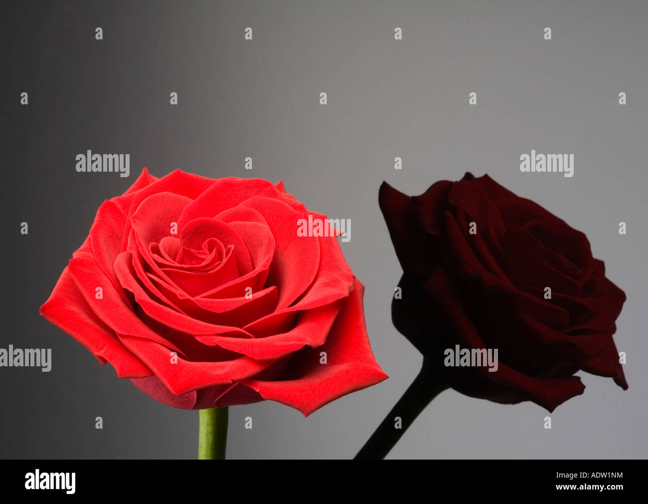 A Red Rose and its reflection Stock Photo - Alamy