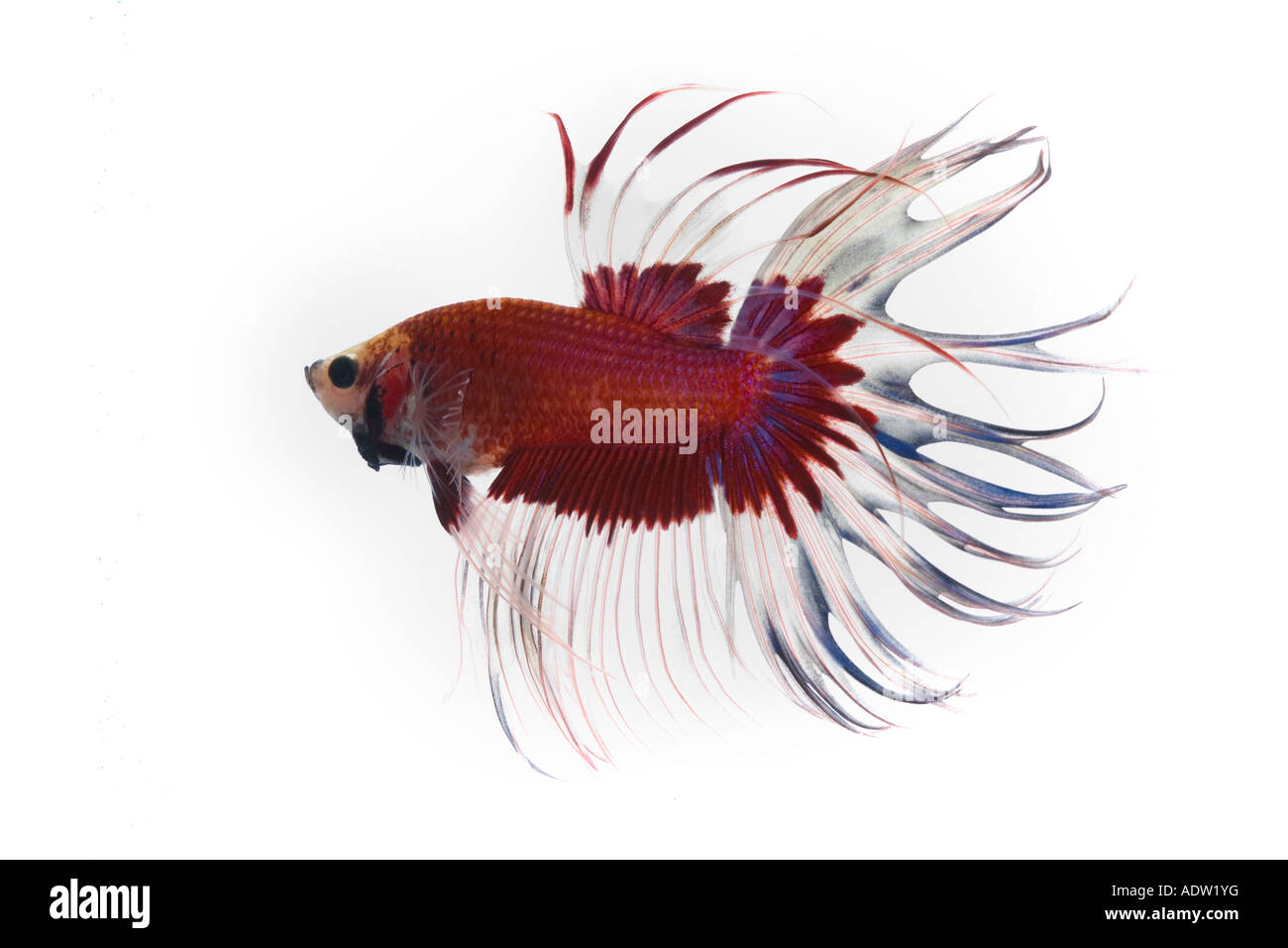 Red and White Crown Betta fish with a white background facing left ...