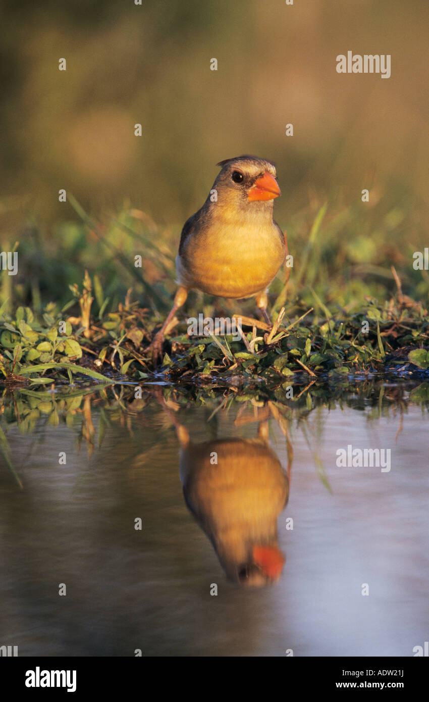 Northern Cardinal Cardinalis cardinalis female drinking Welder Wildlife ...
