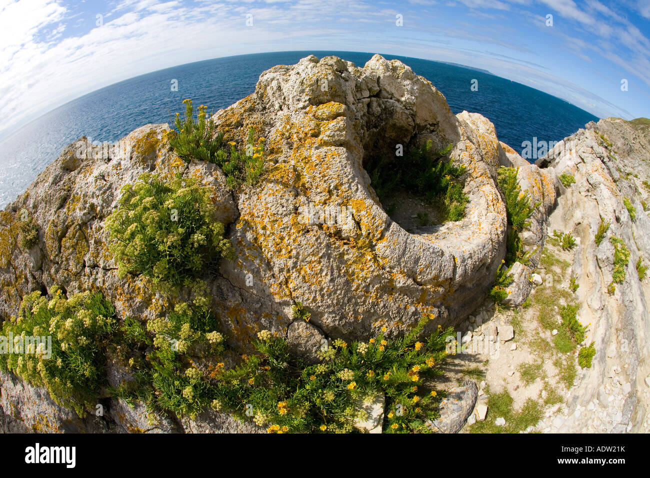 Fossilised fossilized fossil forest near Lulworth Cove Jurassic Coast ...