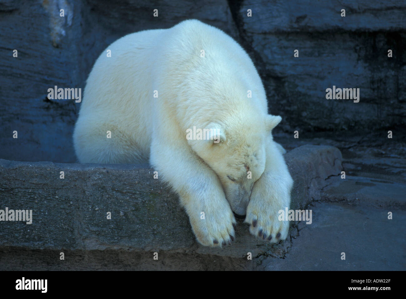Animal grief polar bear hi-res stock photography and images - Alamy