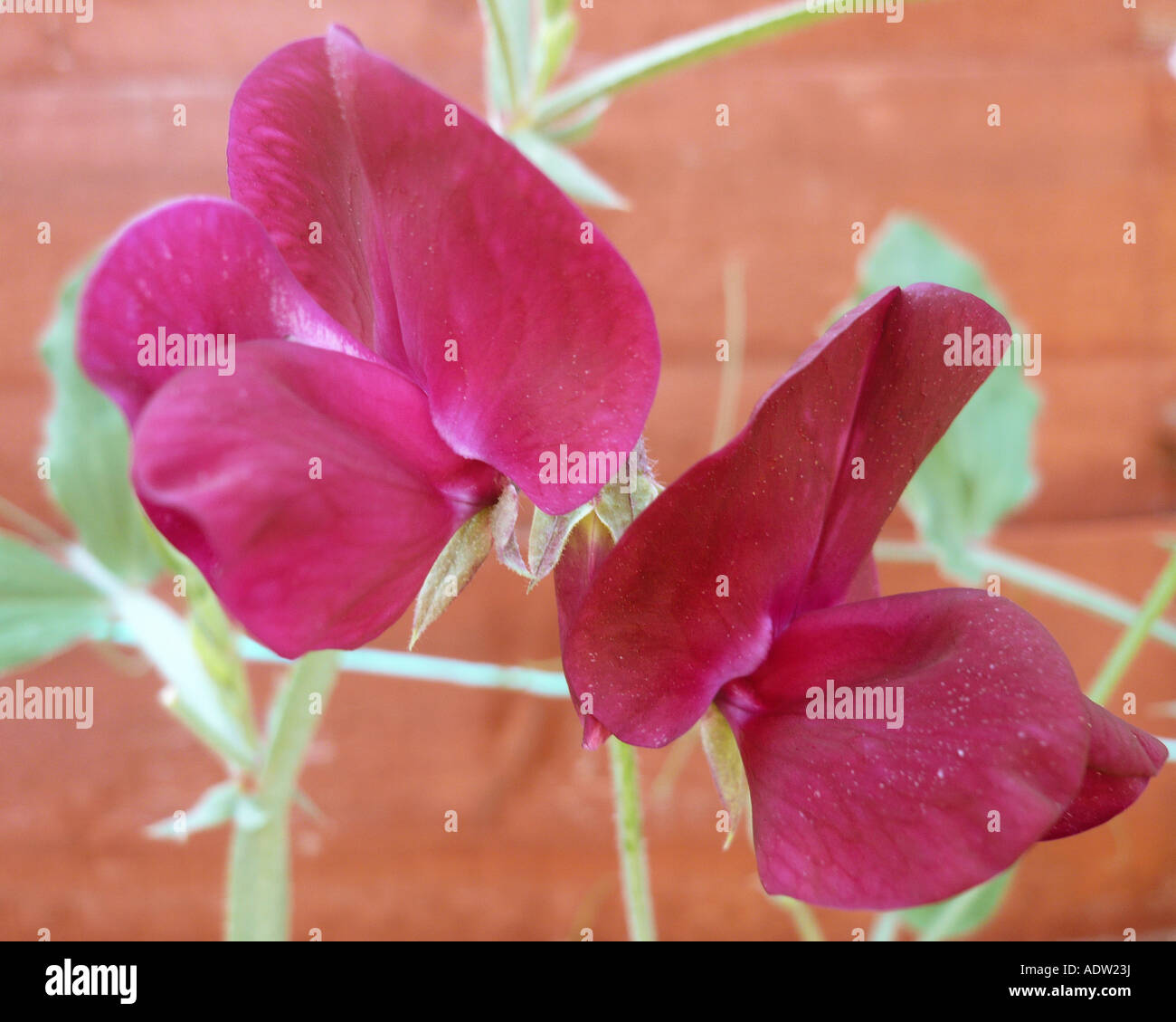 Deep Red Sweet Pea Stock Photo - Alamy