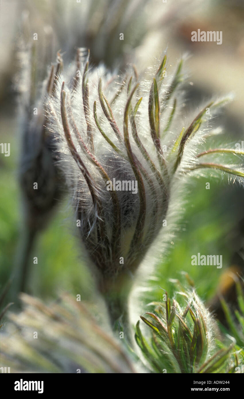 Abnormal flower hi-res stock photography and images - Alamy
