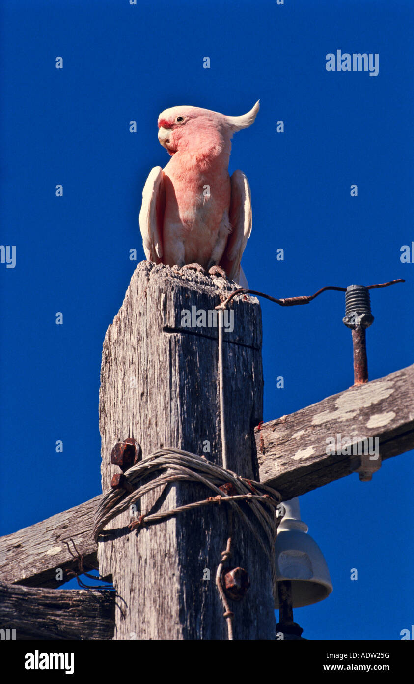 Pink (Major Mitchell) cockatoo, Western Australia Stock Photo - Alamy