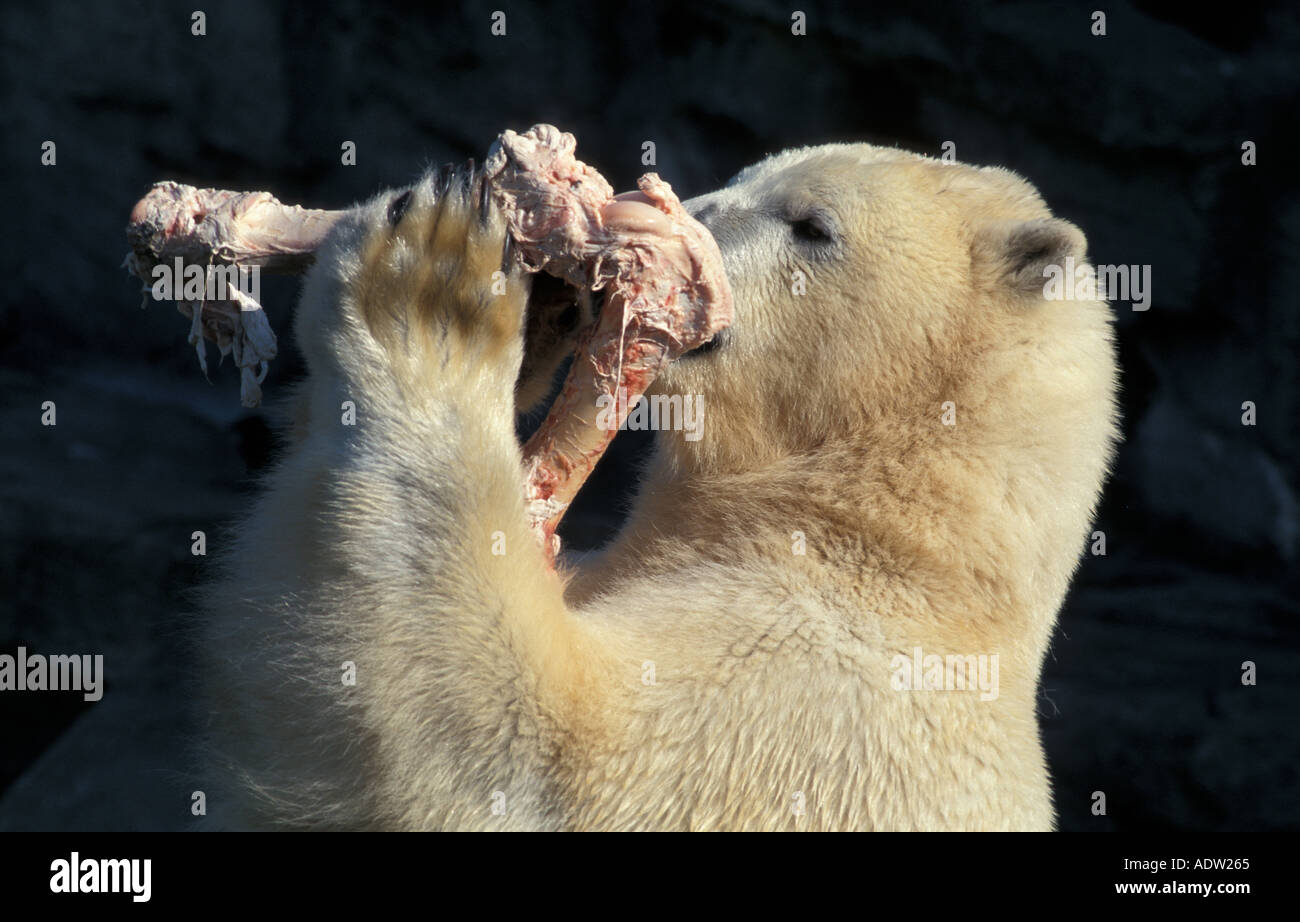 ice bear feeding von bone Stock Photo - Alamy