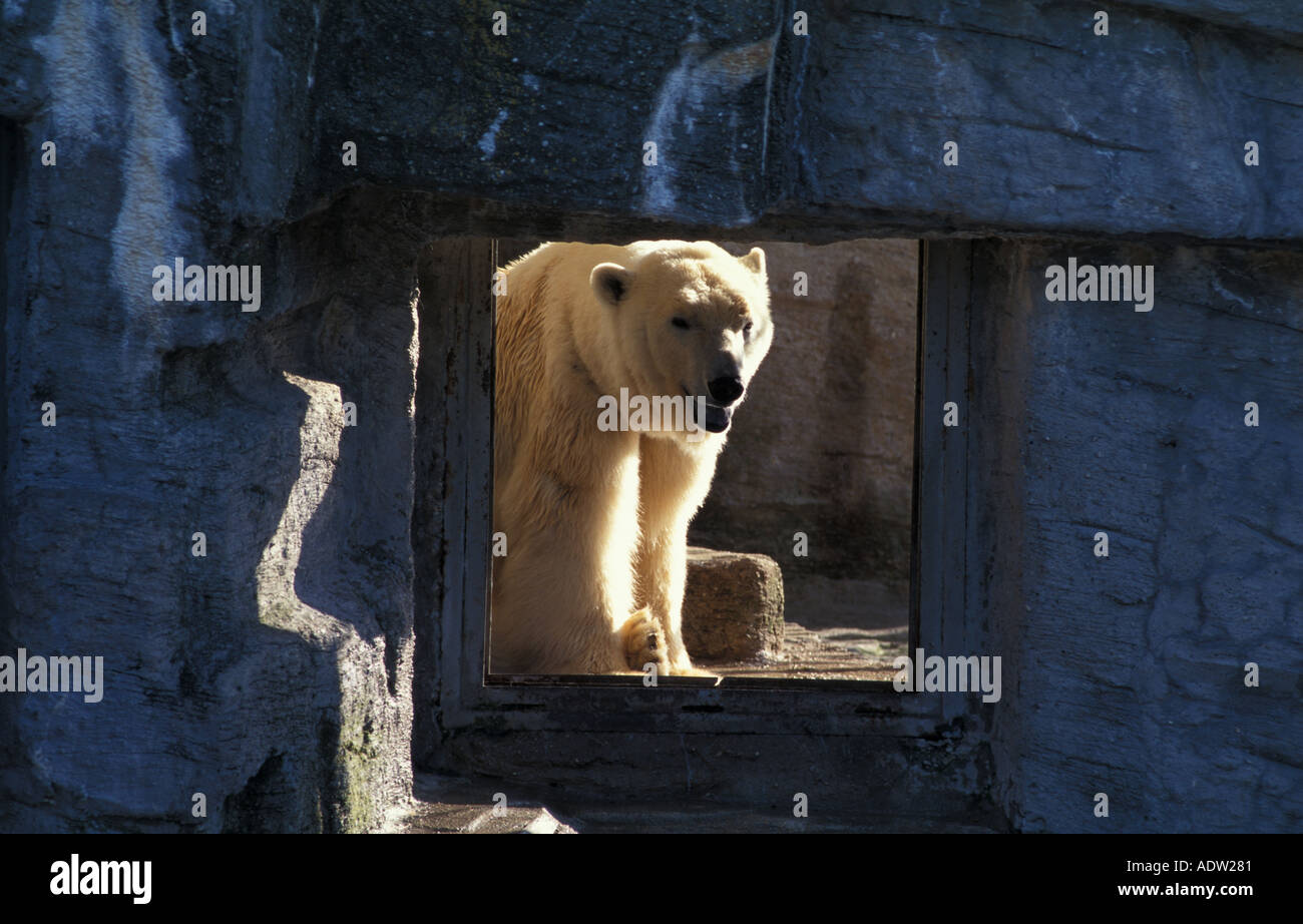 Polar bears vienna austria hi-res stock photography and images - Alamy