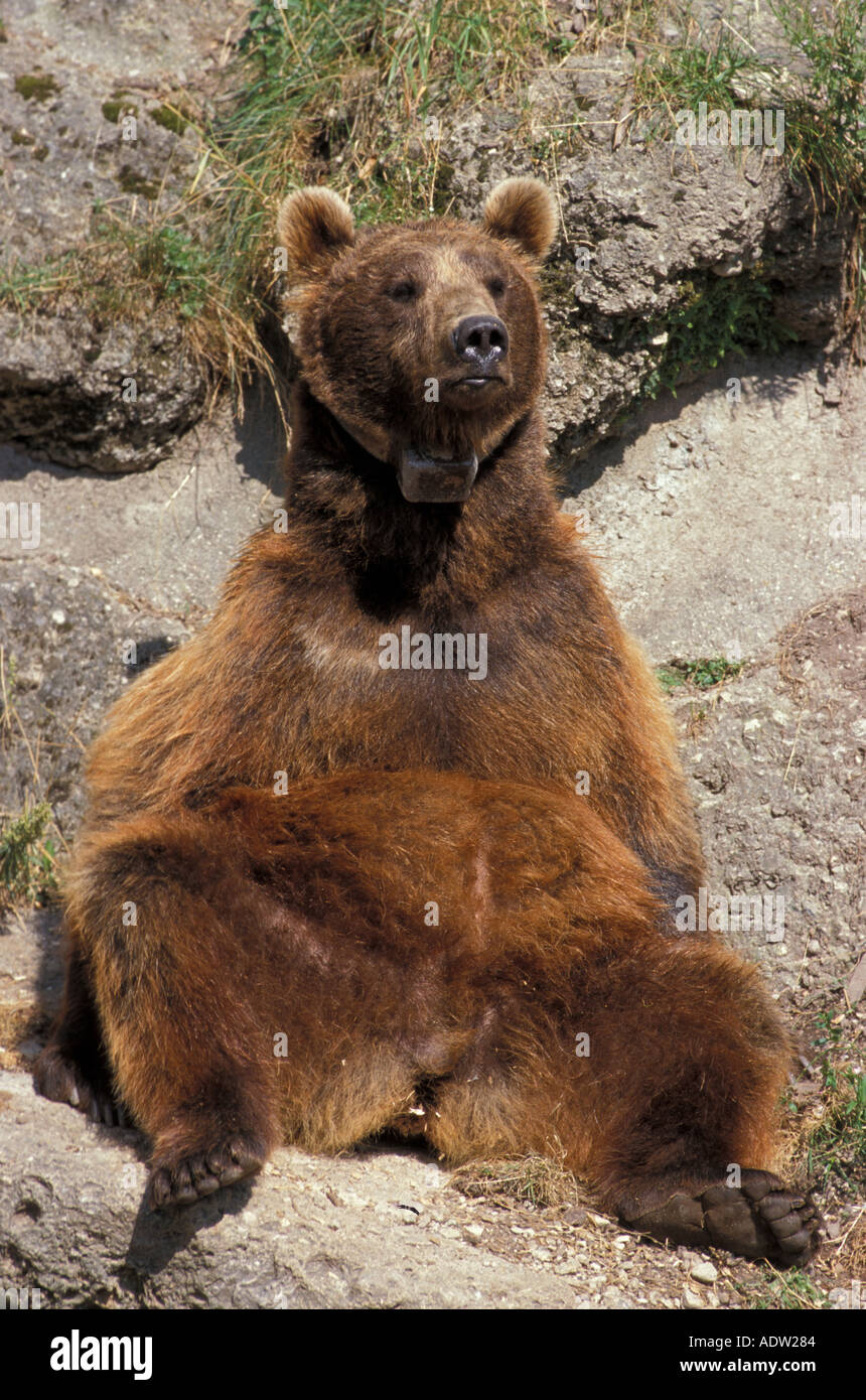 Zoo of salzburg hi-res stock photography and images - Alamy