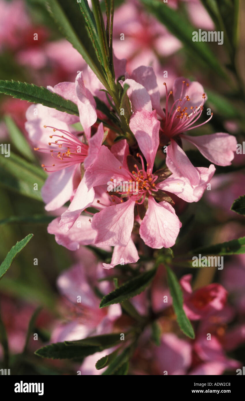 almond shrub in blossom Stock Photo - Alamy