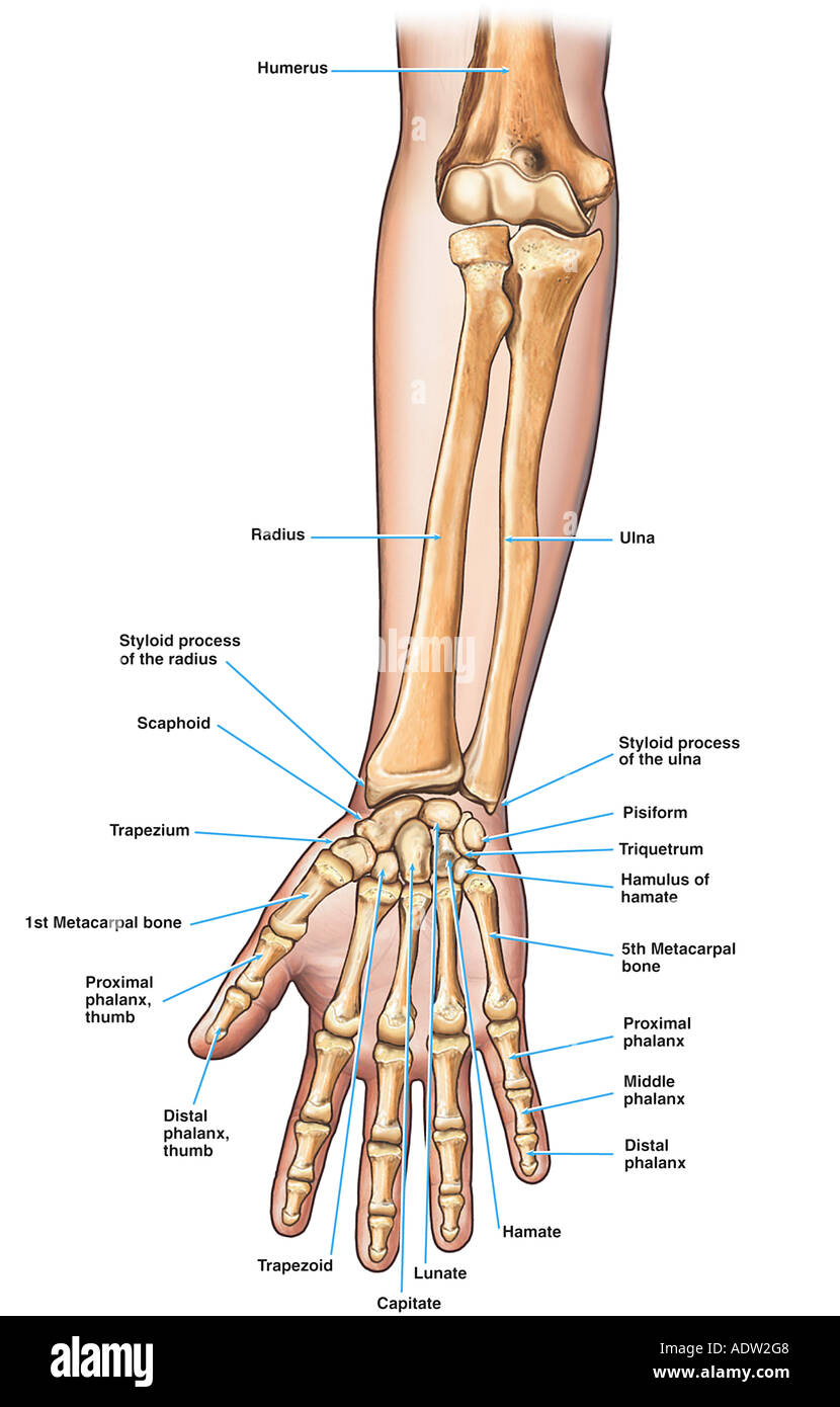 Anatomy Of Forearm Bone