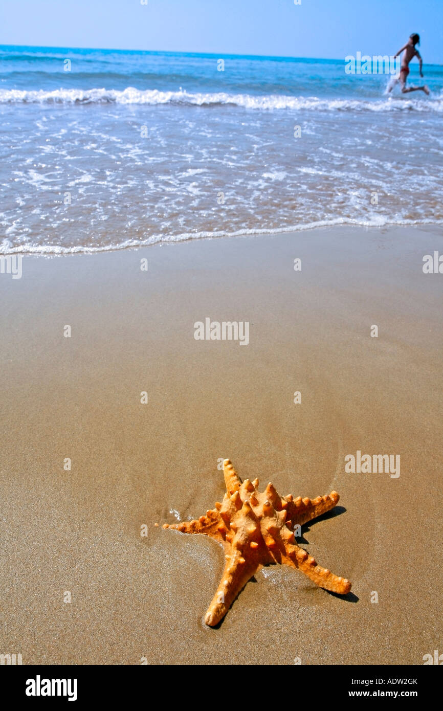 Starfish in a beach Stock Photo - Alamy
