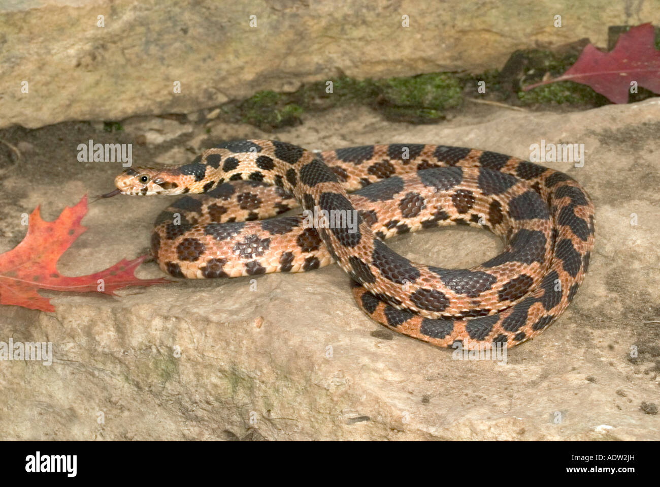 Fox snake hi-res stock photography and images - Alamy