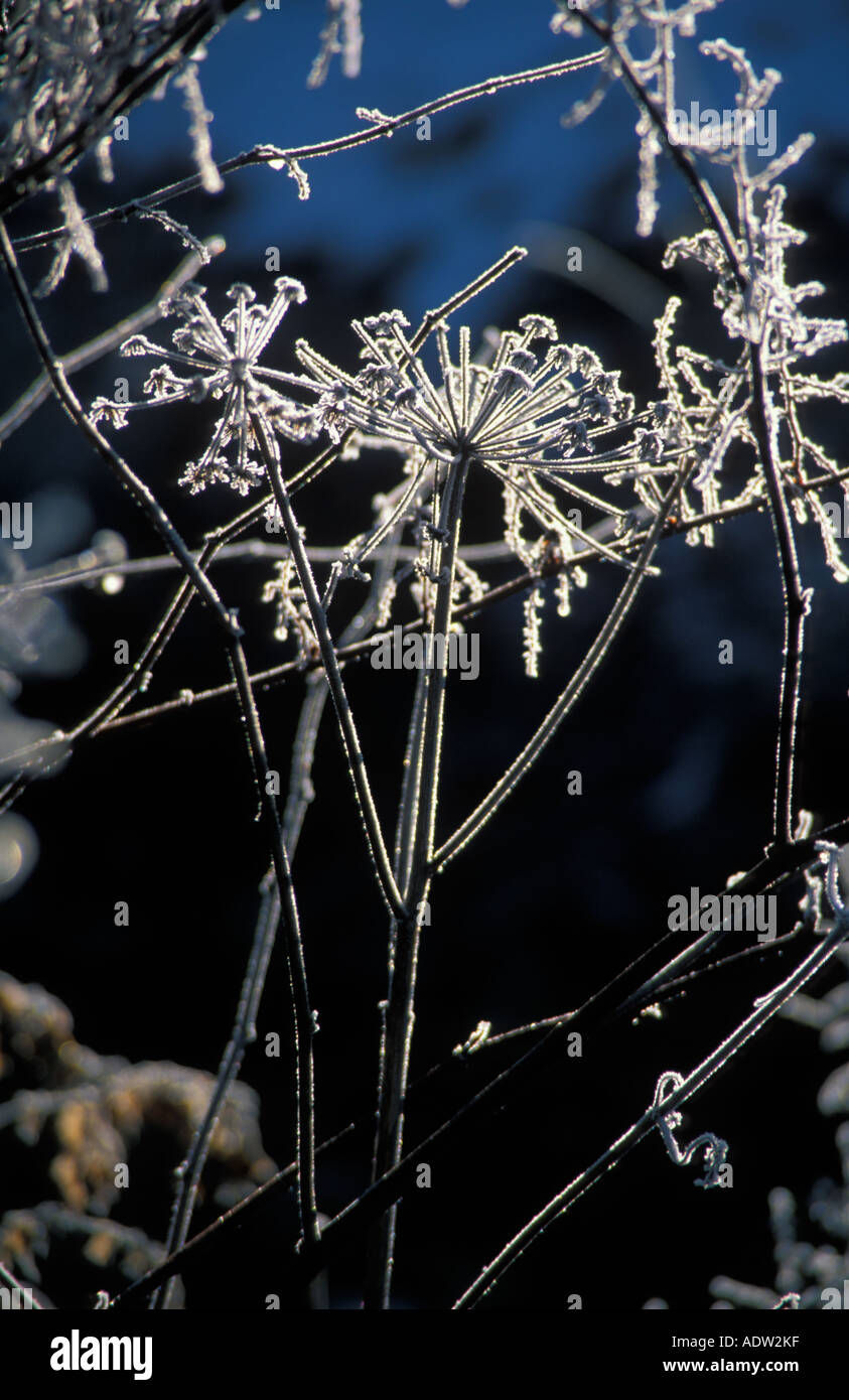 Frozen stalks of cow parsley in winter Stock Photo - Alamy