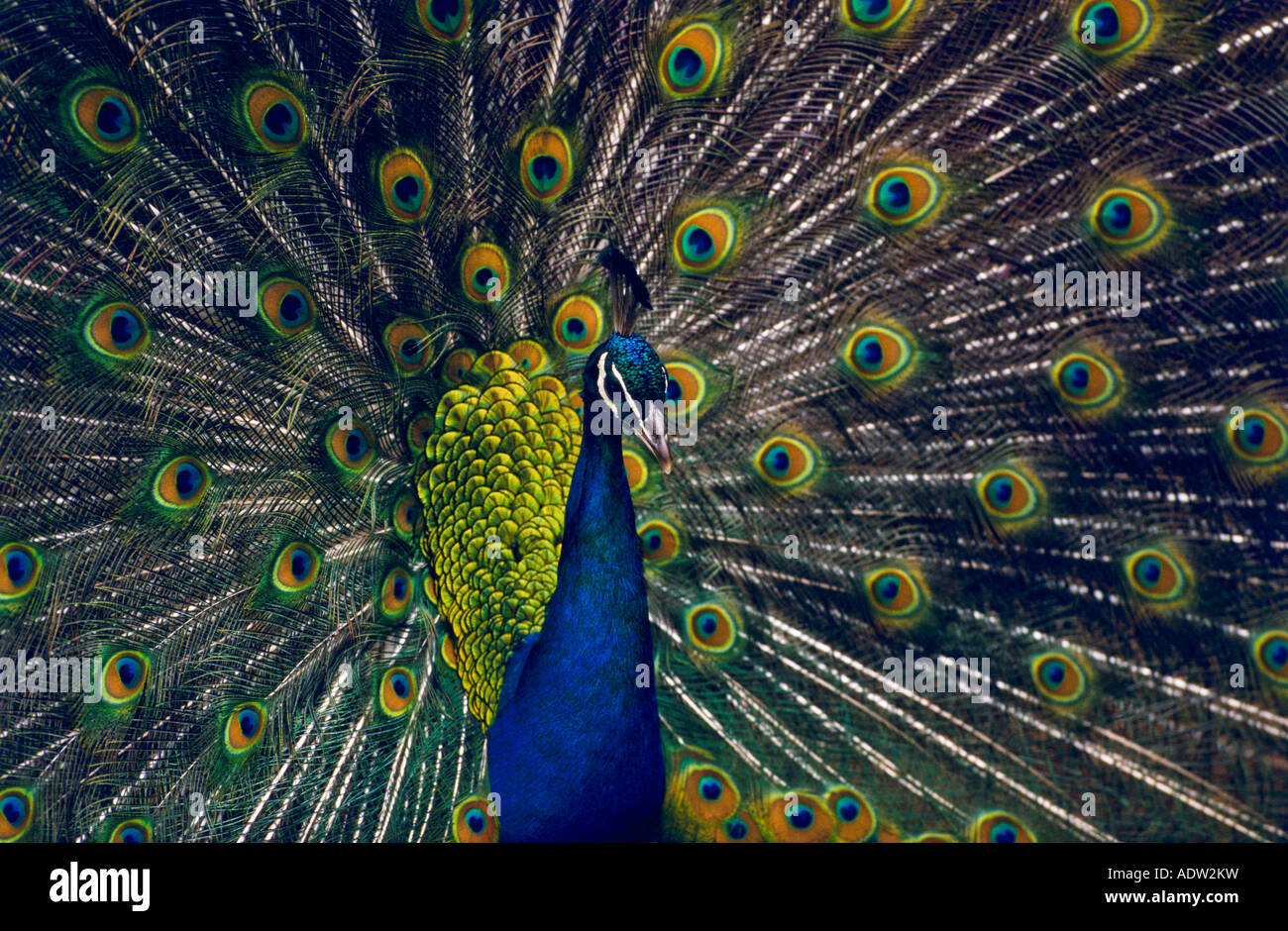 Peacock tail fanning hi-res stock photography and images - Alamy