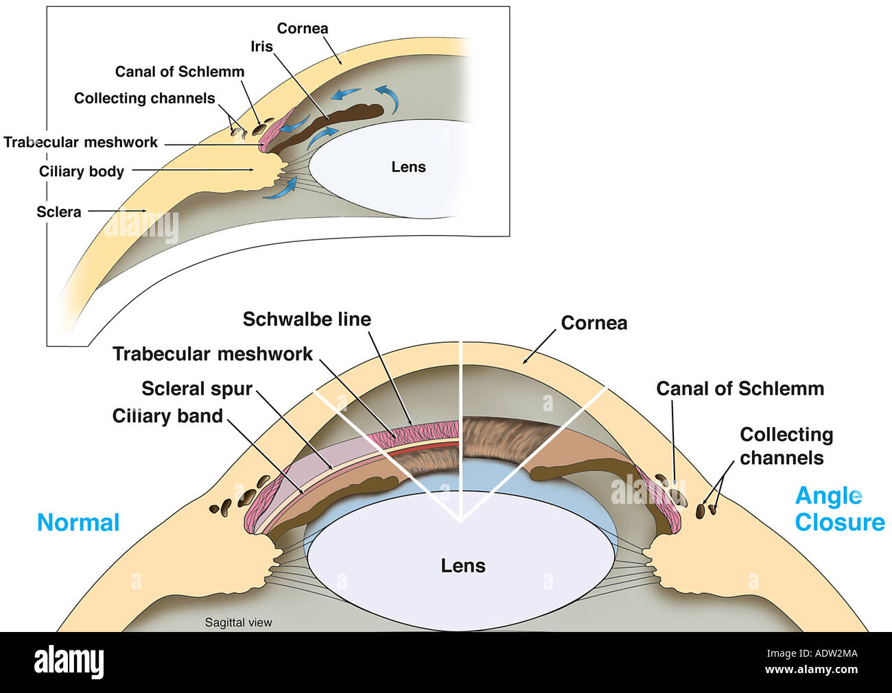 Canal Of Schlemm Histology