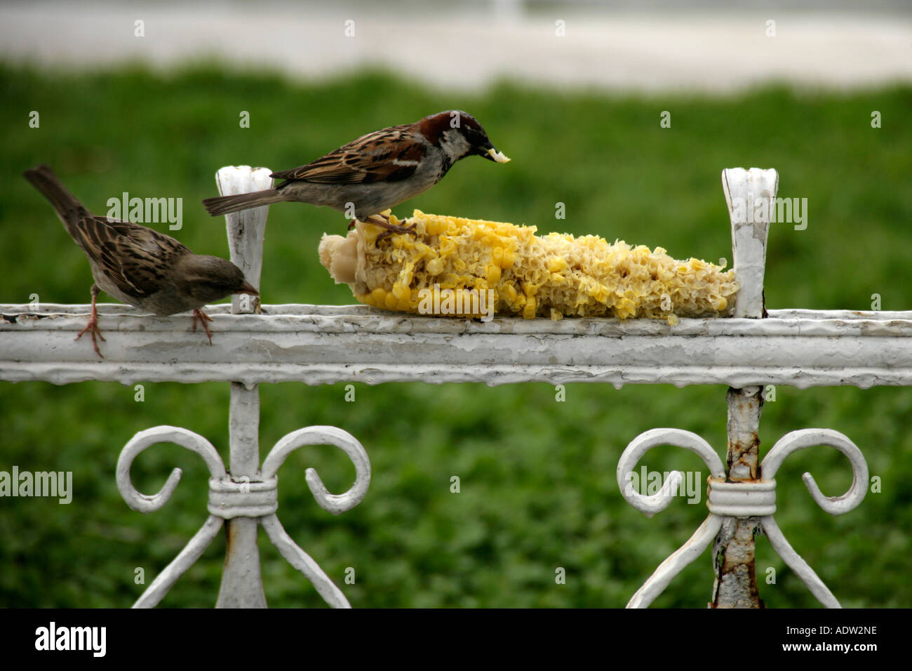 Sparrows feeding hi-res stock photography and images - Alamy