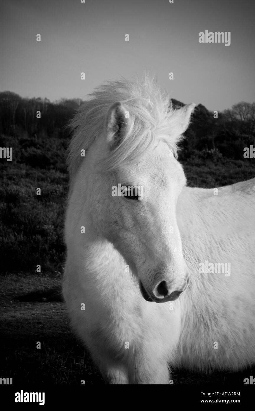 Impressive head Black and White Stock Photos & Images - Alamy