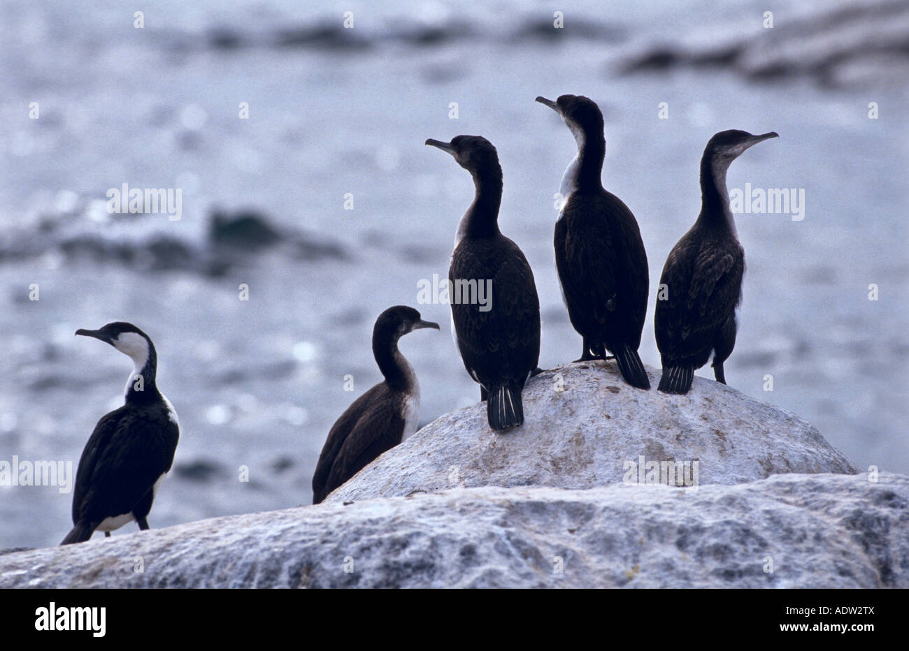 [Black faced] cormorant rookery, [South Australia] Stock Photo - Alamy