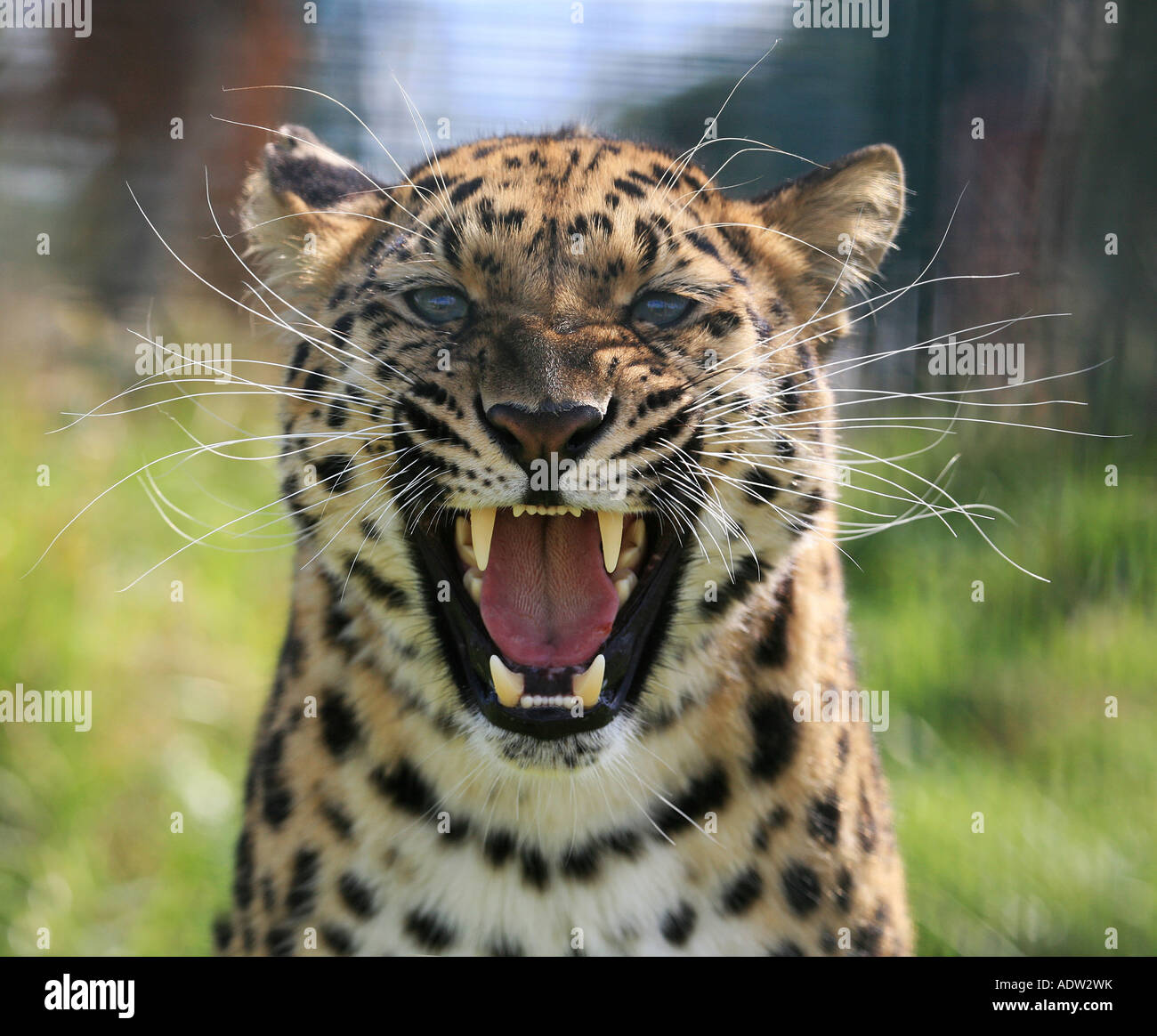 Leopard Roaring Roaring Leopard Pictures, Photos, And Images For