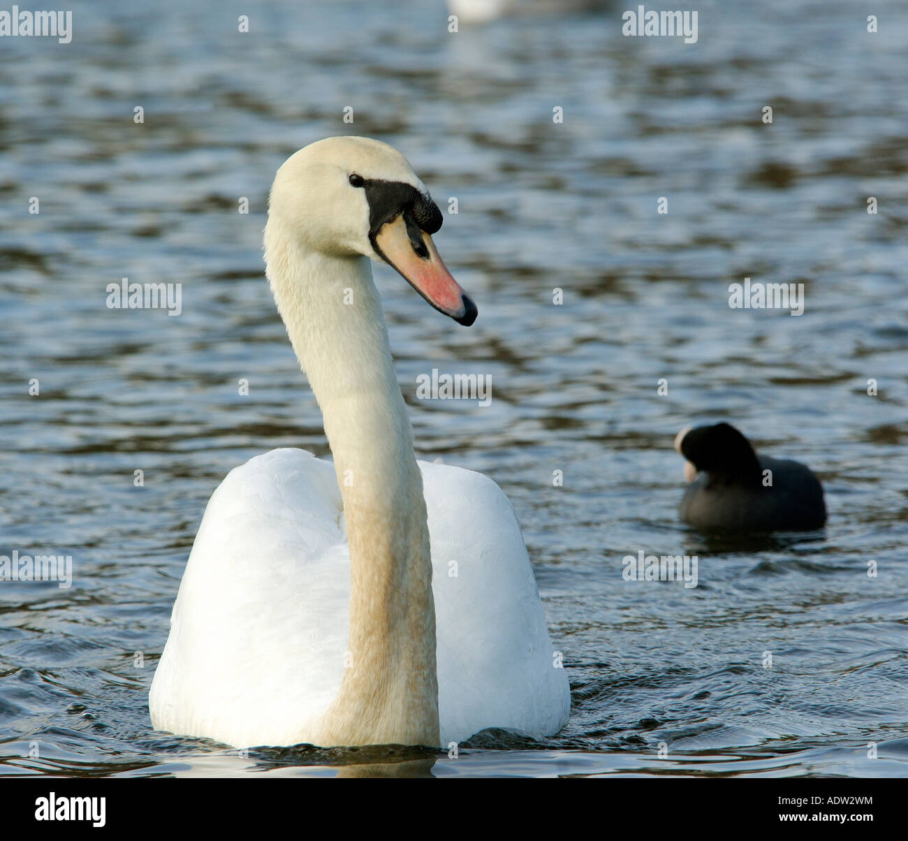 Swan swimming on a lake with a coot following behind Stock Photo - Alamy
