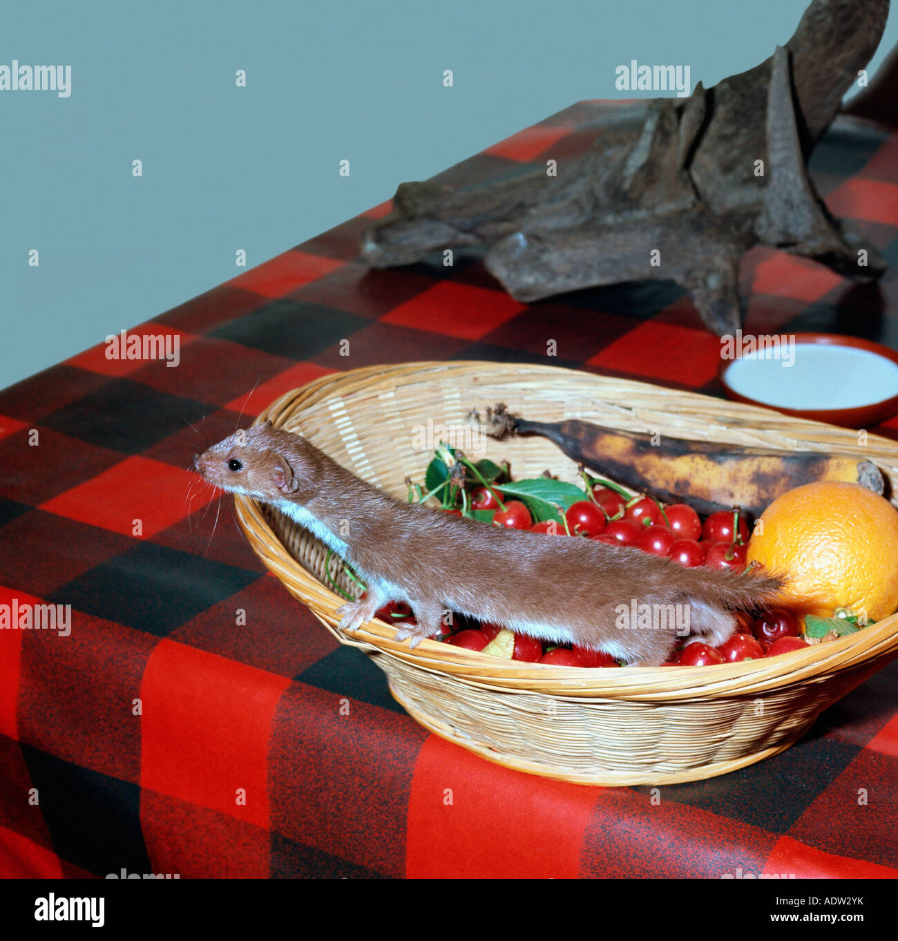 tamed Weasel Mustela nivalis Stock Photo - Alamy