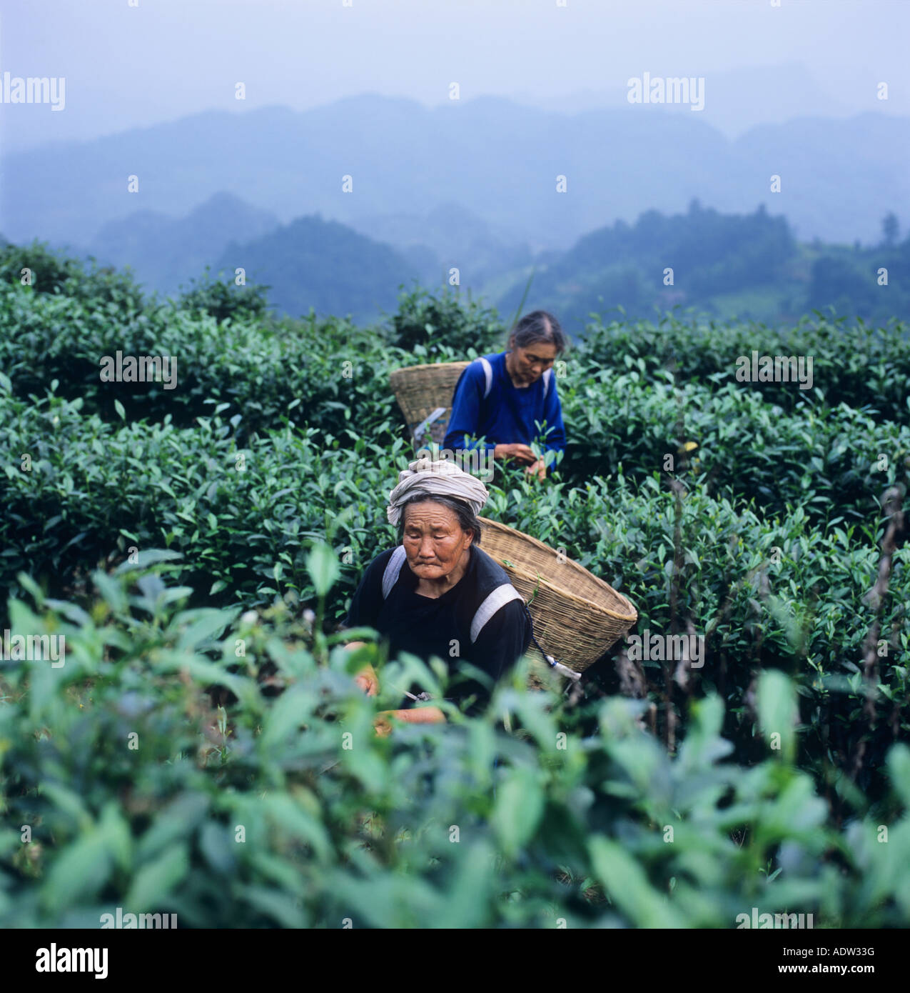 Collecting tea. Sichuan, China Stock Photo - Alamy