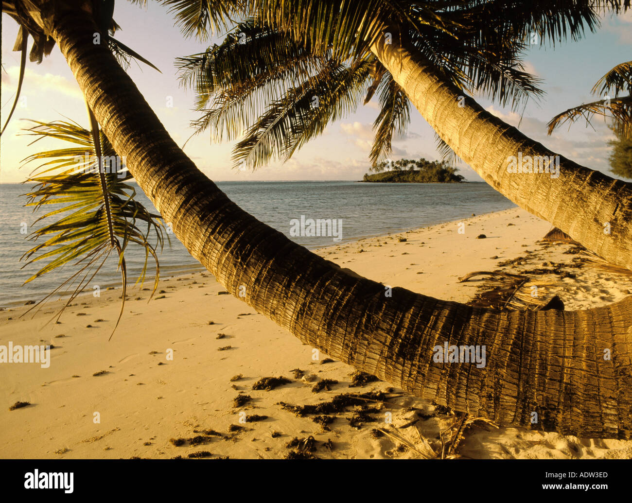 Beach at Cook Islands Stock Photo - Alamy