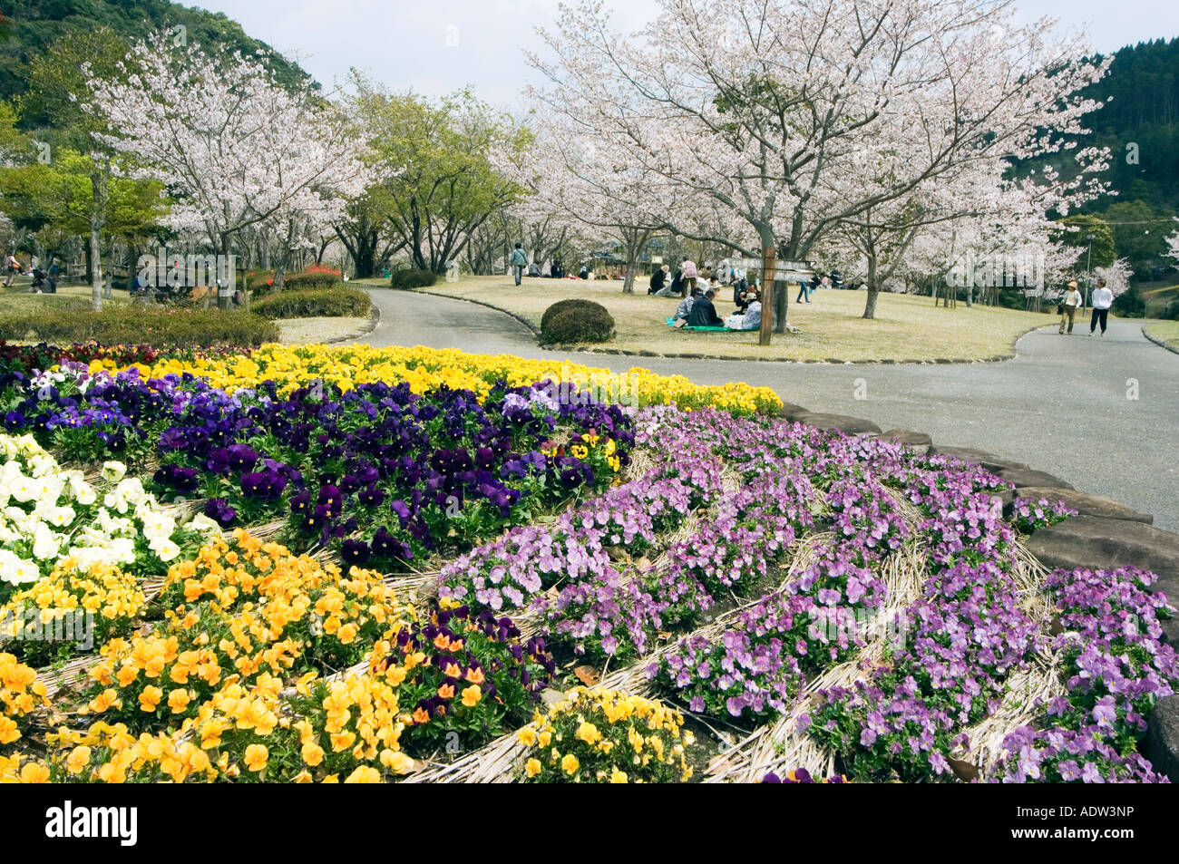flower bed spring cherry blossoms in park Kagoshima prefecture Kyushu ...