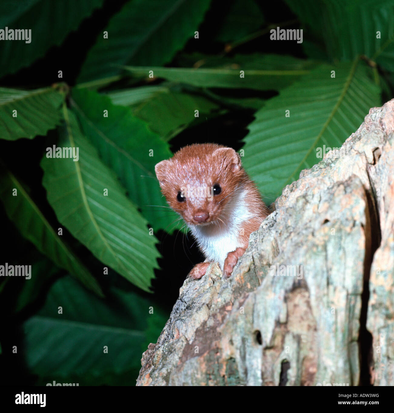 Weasel Mustela nivalis Stock Photo - Alamy