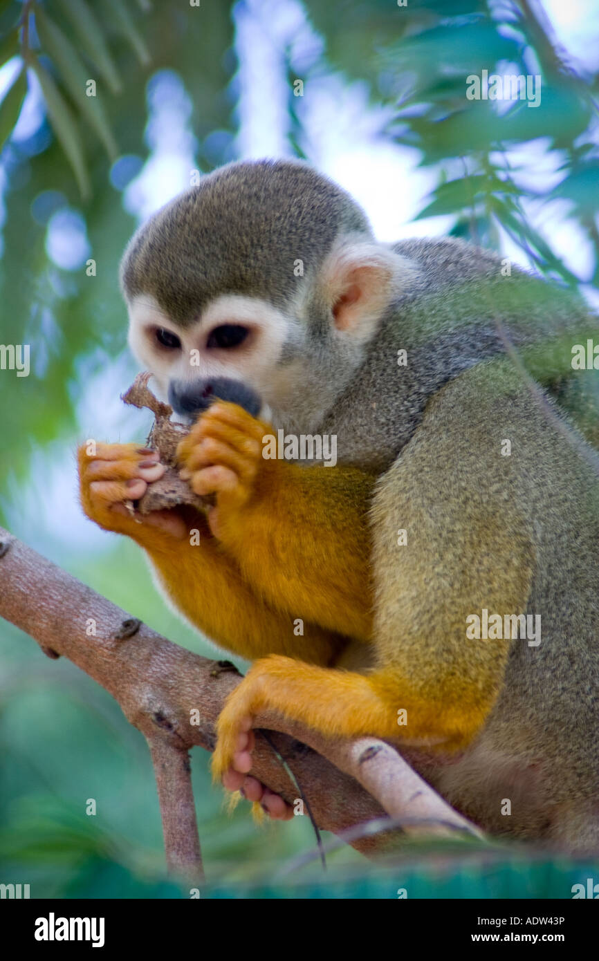 Common Squirrel Monkey Saimiri Sciureus in Rain-forest Raleigh Falls ...