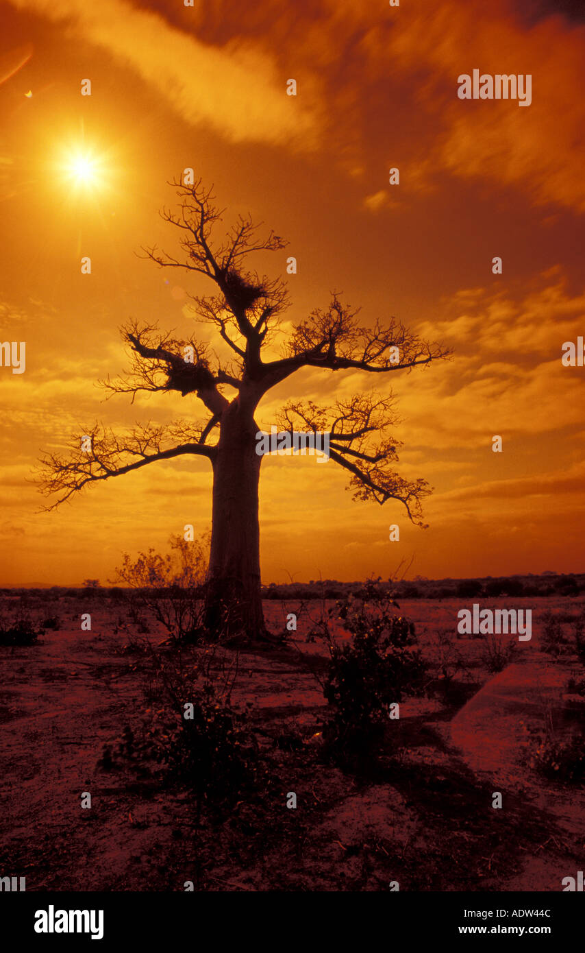 Musina south africa hi-res stock photography and images - Alamy