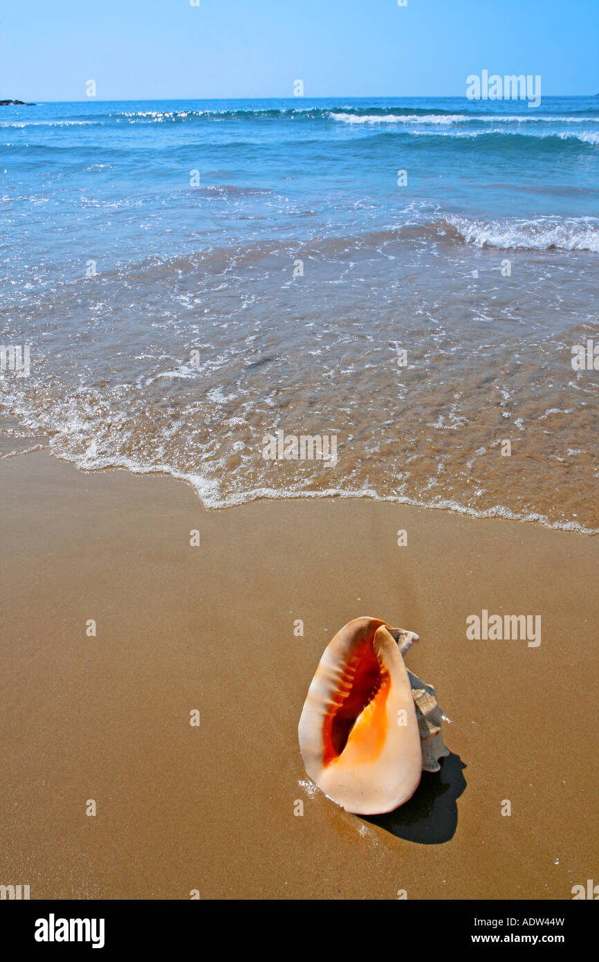Scene animals in shells hi-res stock photography and images - Alamy