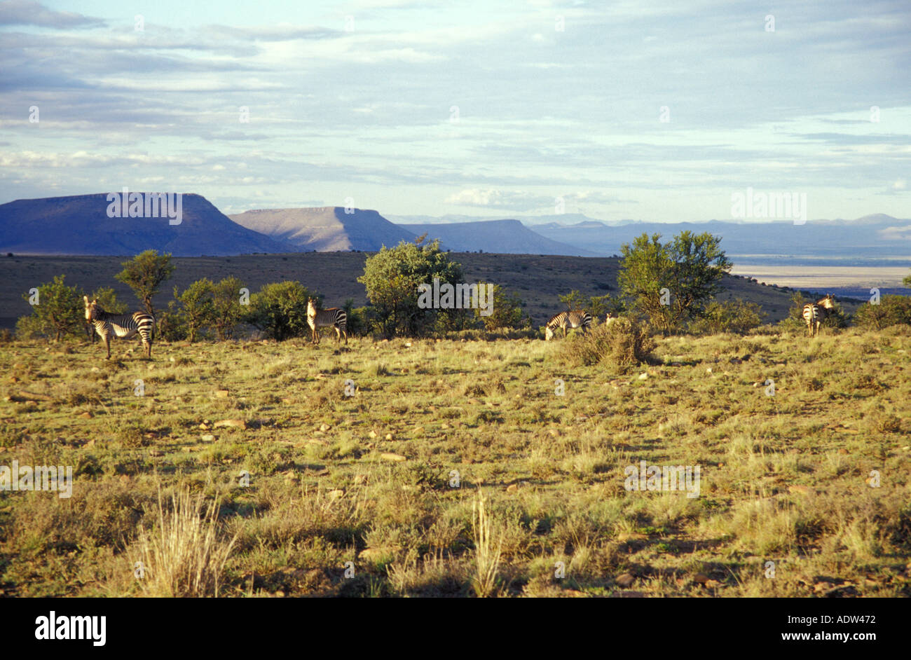 Mountain Zebra National Park, Cradock, Great Karoo, Eastern Cape, South ...