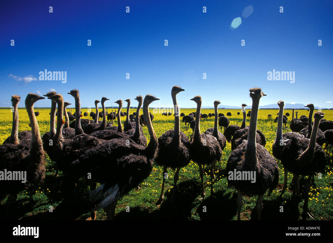 Ostriches in bloom hi-res stock photography and images - Alamy