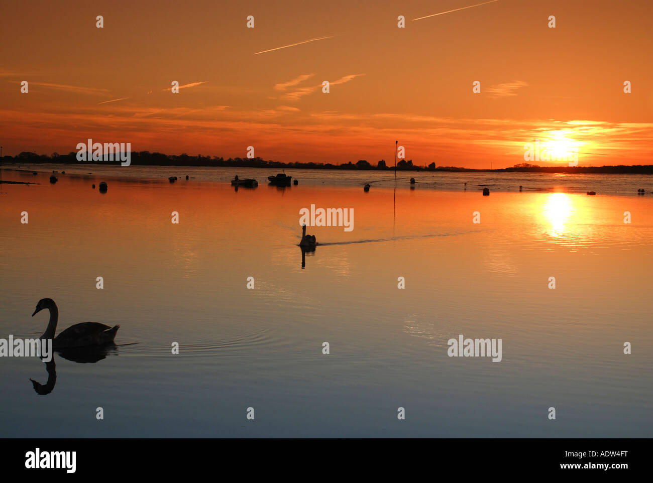 Swans at sunset Stock Photo - Alamy