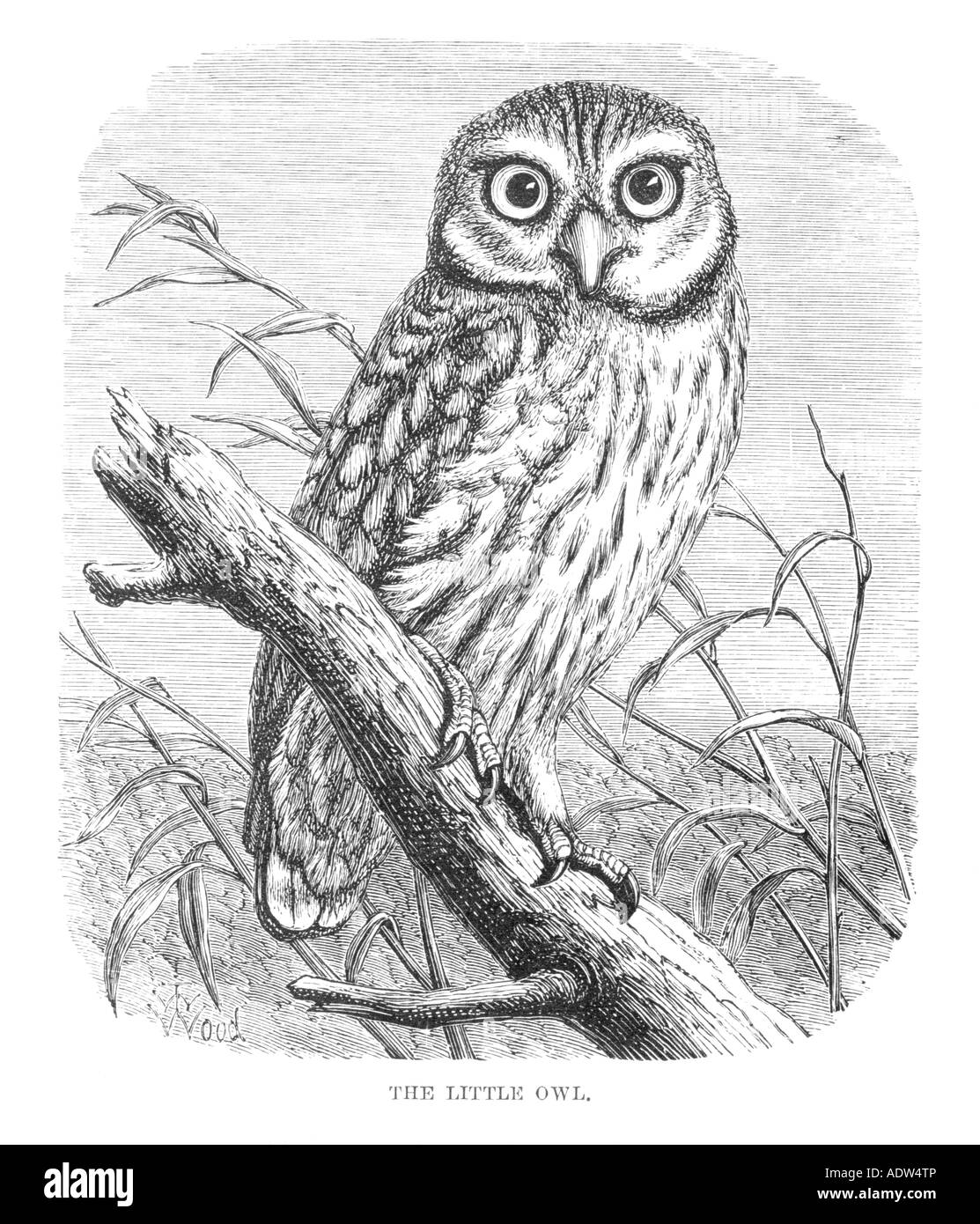 Little Owl Drawing